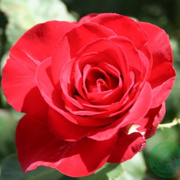 Storblommig ros Courage, 10-Pack - Rosor - Allafroer.se
