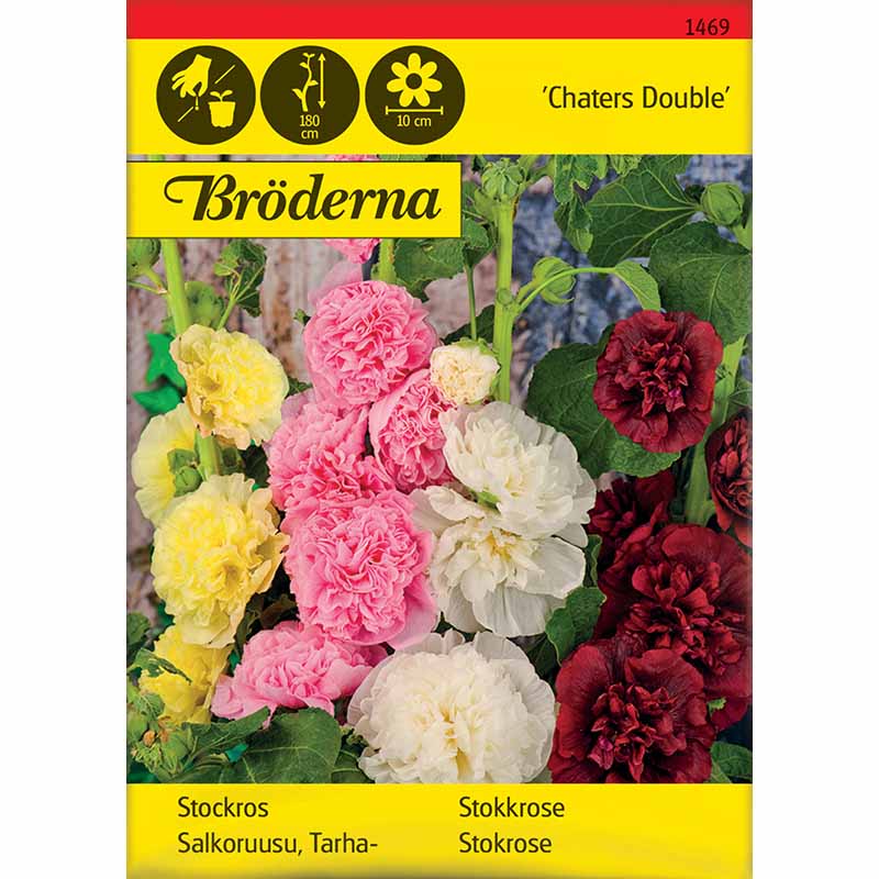 Stockros 'Charters' - Fröer - Allafroer.se