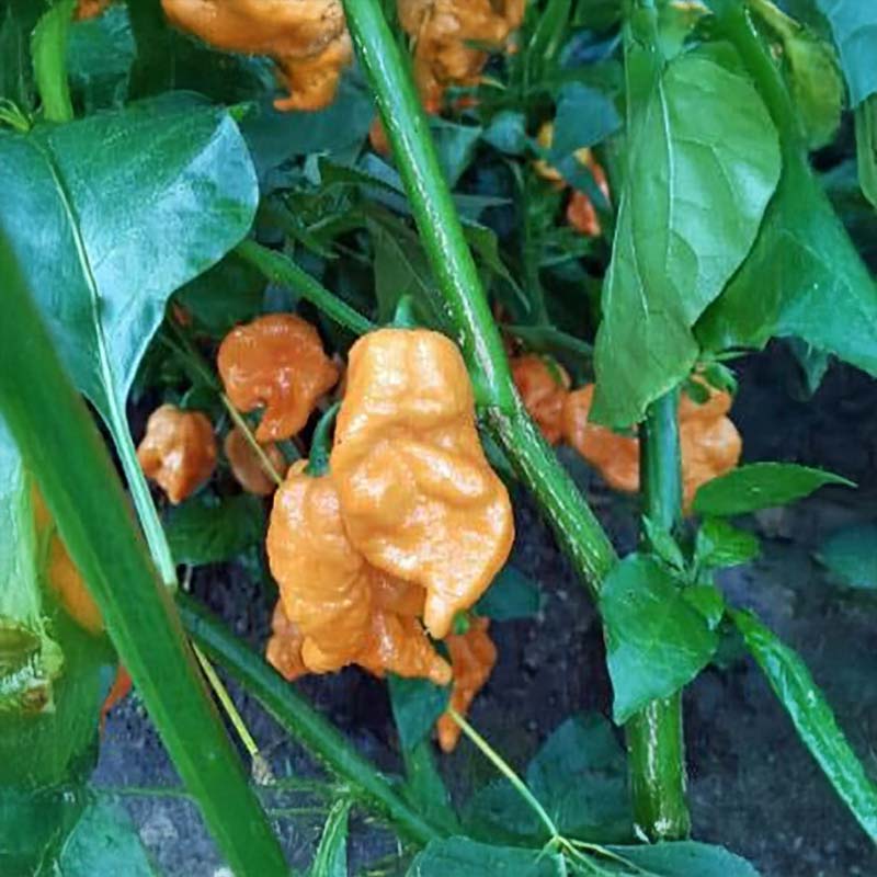 Chili 'Carolina Reaper orange' - Fröer - Allafroer.se