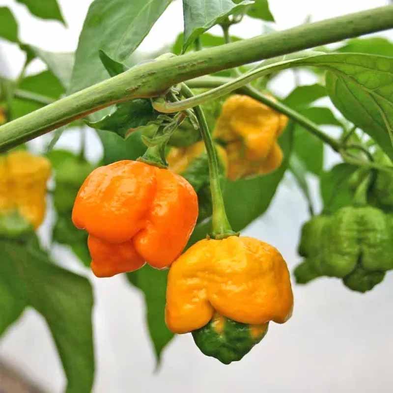 Chili '7 Pod Yellow' - Fröer - Allafroer.se