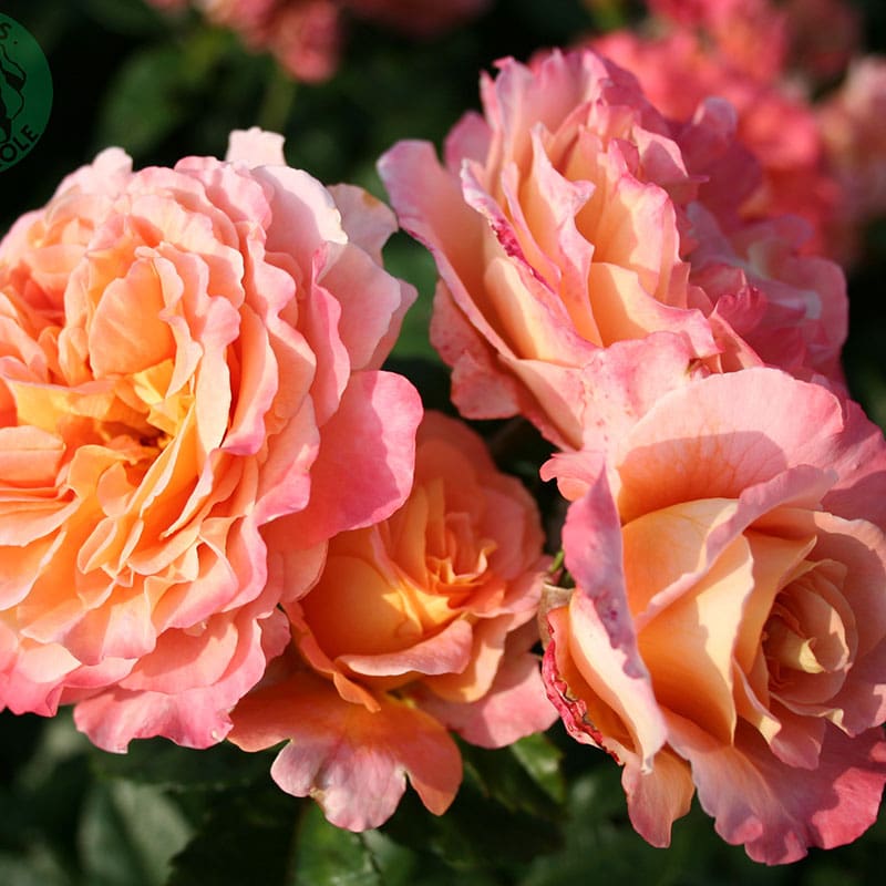 Storblommig ros Augusta Luise, 10-Pack - Rosor