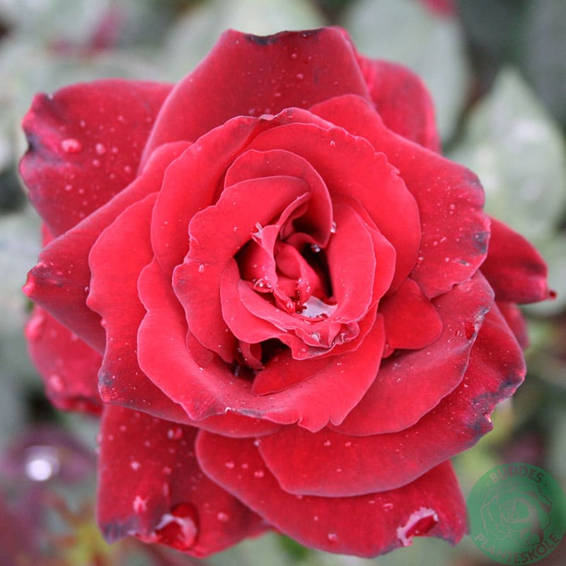 Storblommig ros Barkarole, 1-Pack - Rosor - Allafroer.se