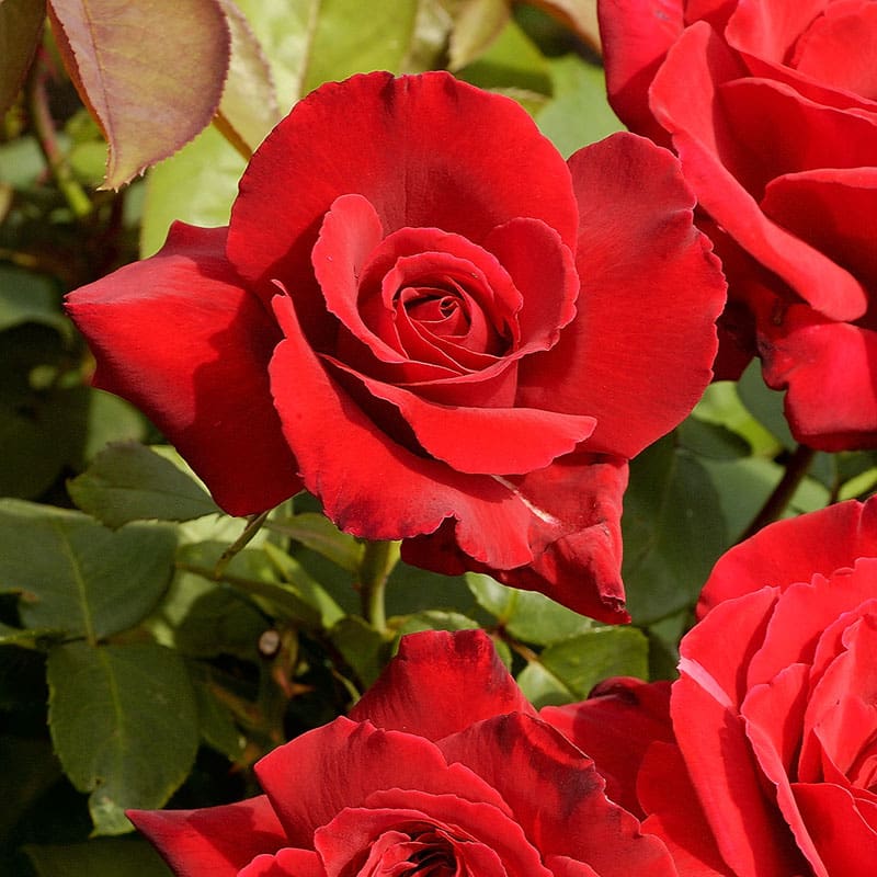 Storblommig ros Erotika, 10-Pack - Rosor - Allafroer.se