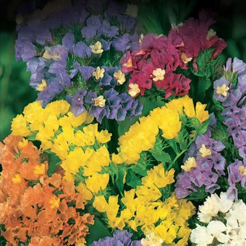 Risp 'Colorita' - Fröer - Allafroer.se