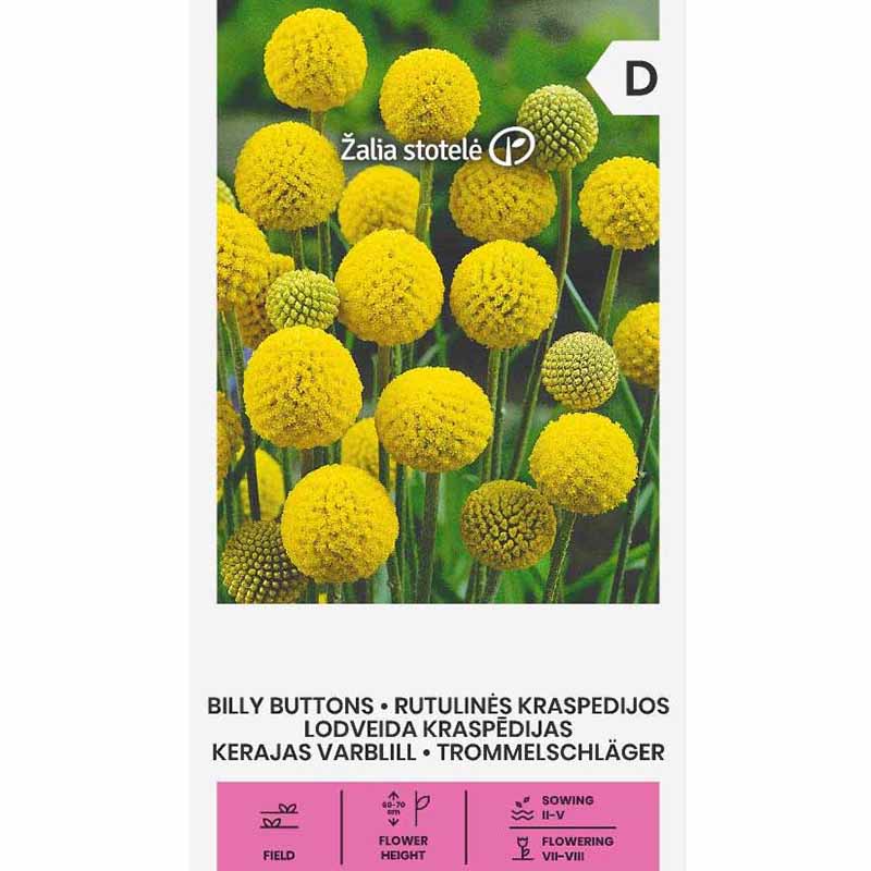 Solboll 'Billy buttons' - Fröer - Allafroer.se